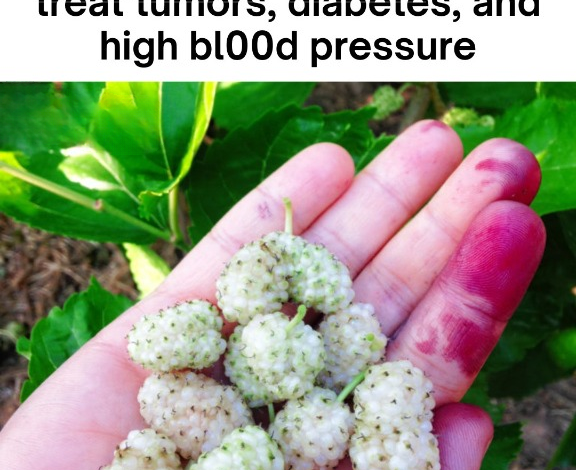 Almost Everyone Walks Past This Tree — Yet Research Says It May Help ...