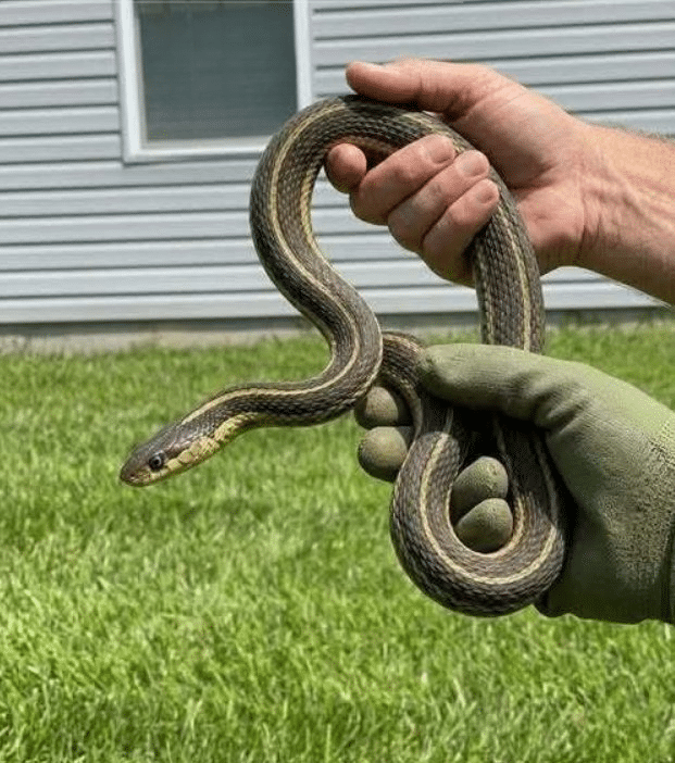 THE SURPRISING REASON SNAKES KEEP FINDING THEIR WAY INTO HOMES—AND WHAT ...